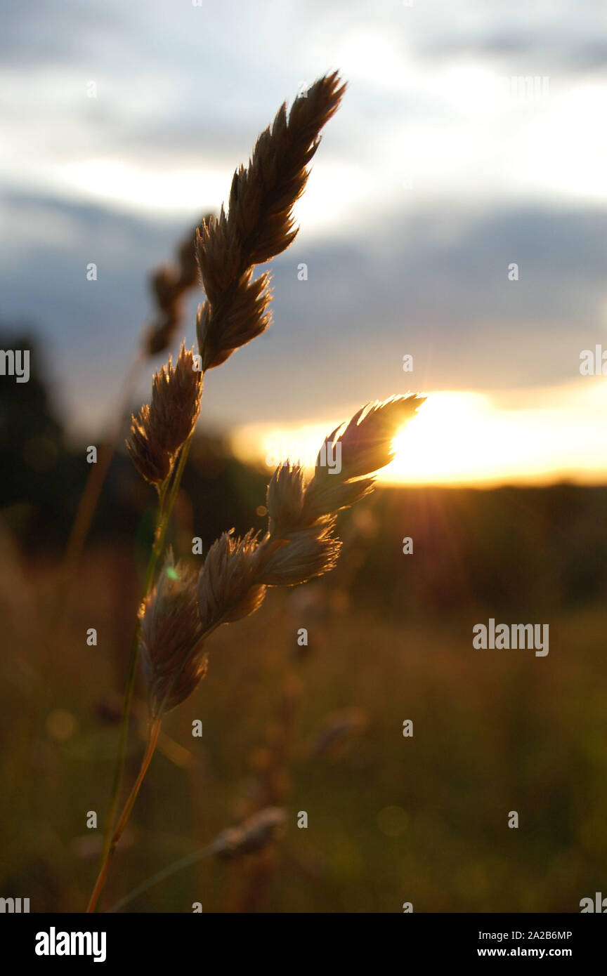 Orchardgrass hi-res stock photography and images - Alamy