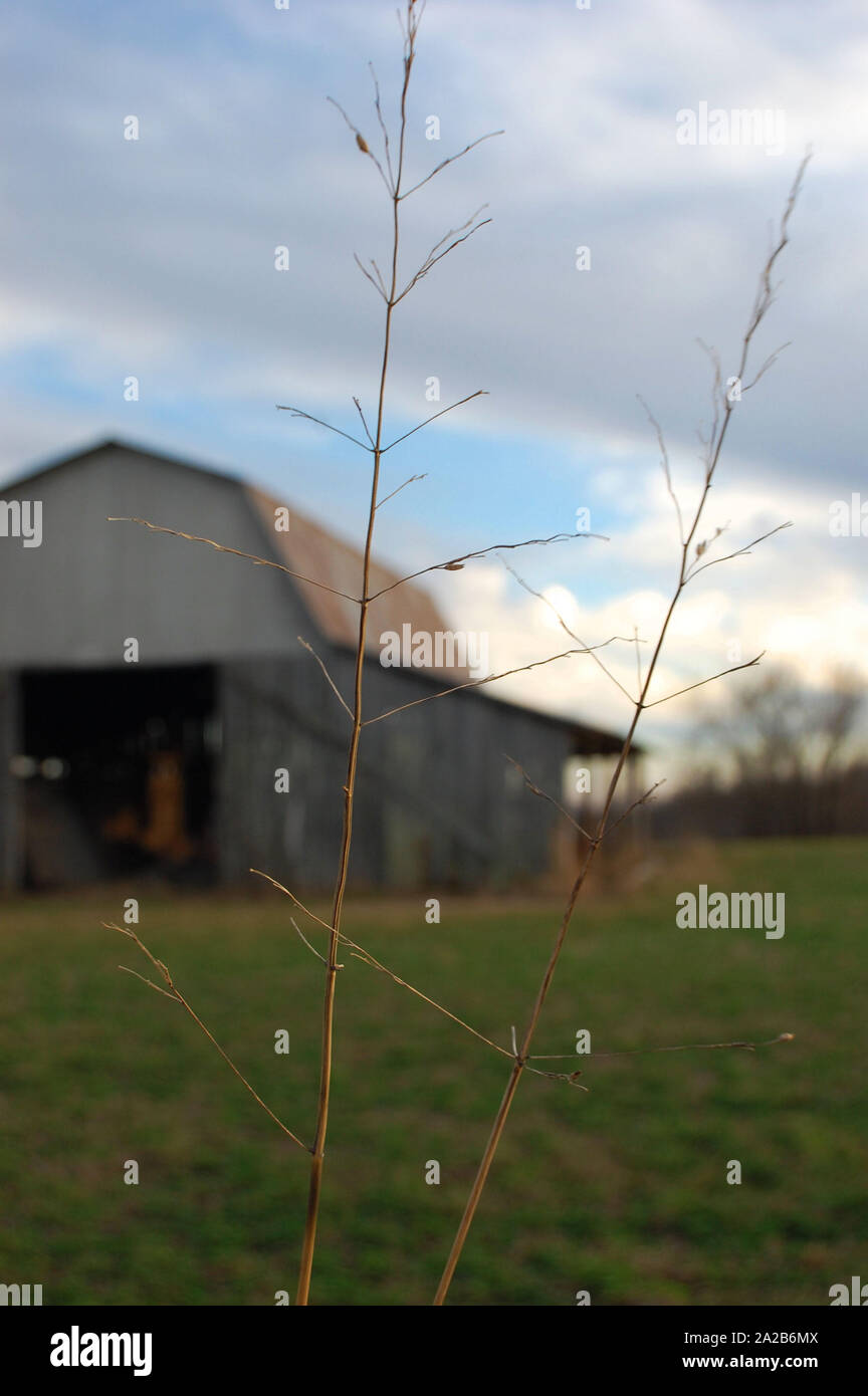 Johnson grass hi-res stock photography and images - Alamy