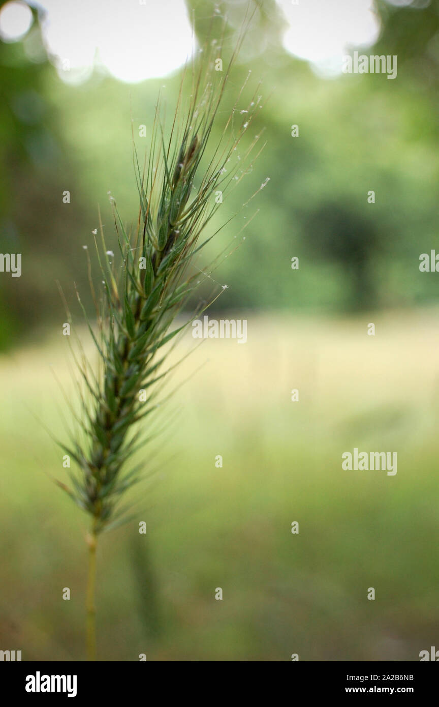 Foxtail weed hi-res stock photography and images - Alamy