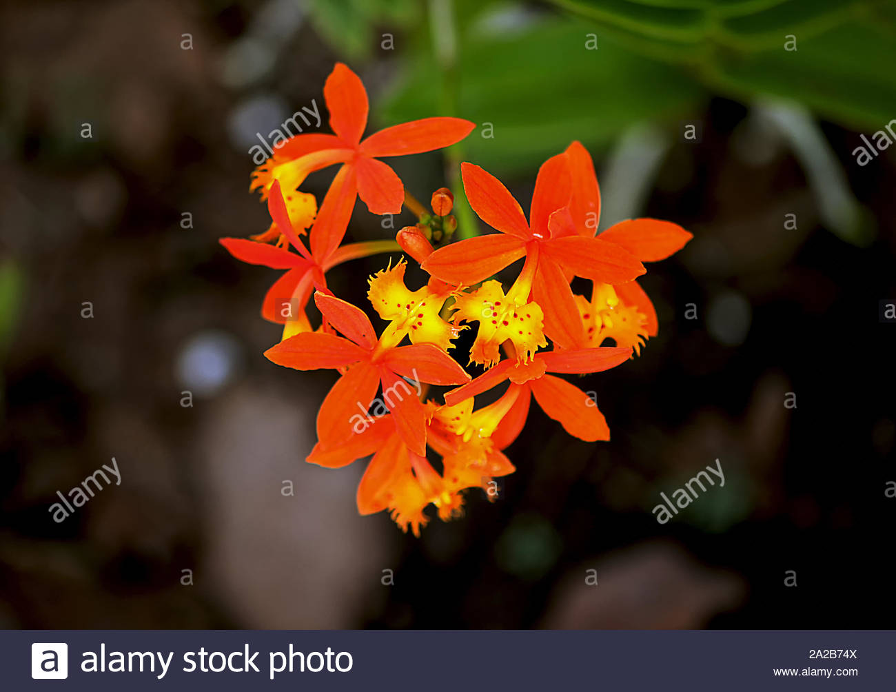 Epidendrum Orchids High Resolution Stock Photography and Images - Alamy