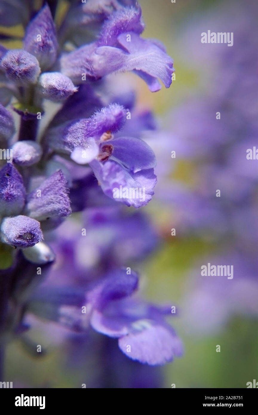 Macro shot of Sweet Iris (Iris pallida Stock Photo - Alamy