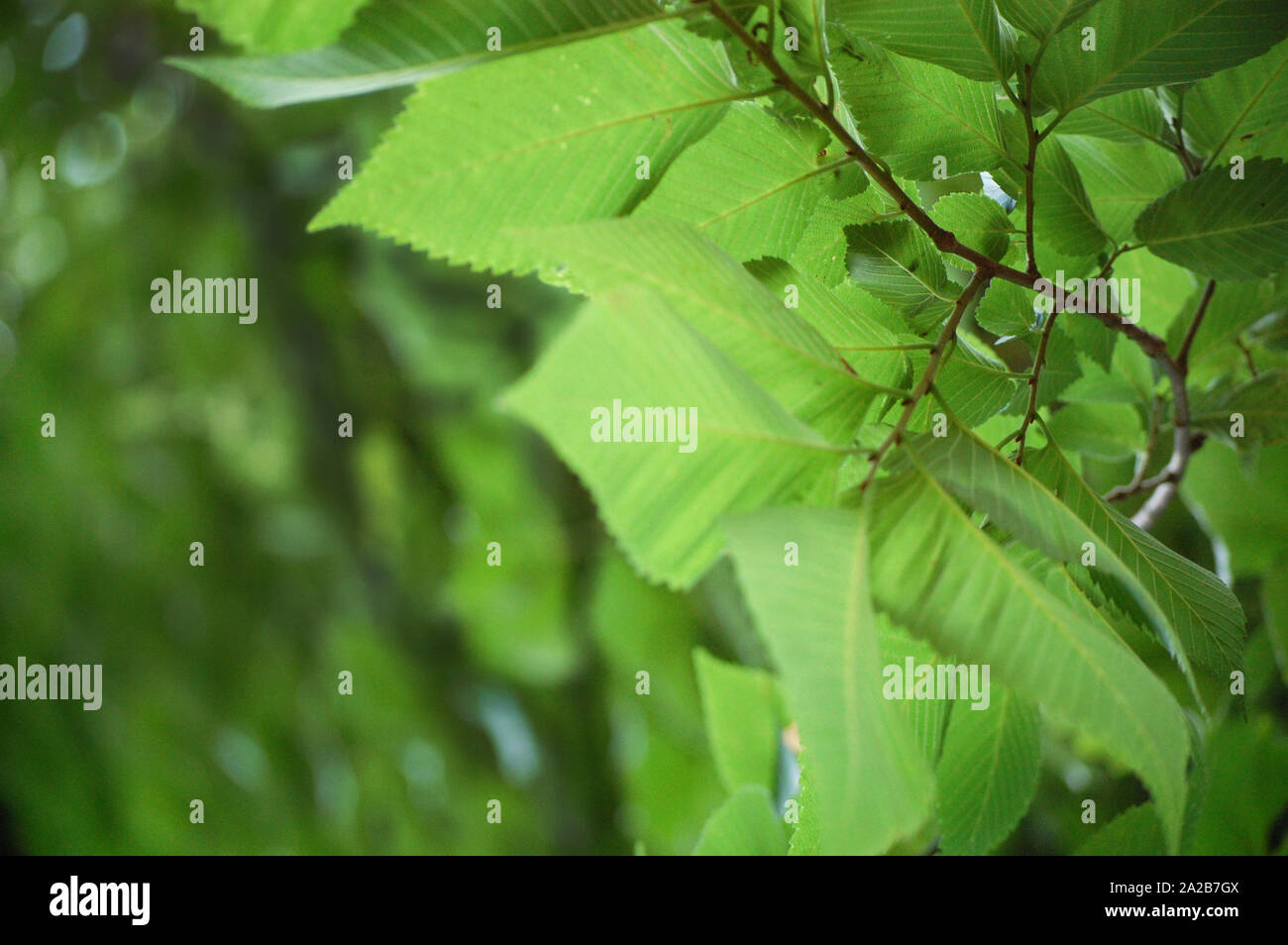 American elm leaves hi-res stock photography and images - Alamy