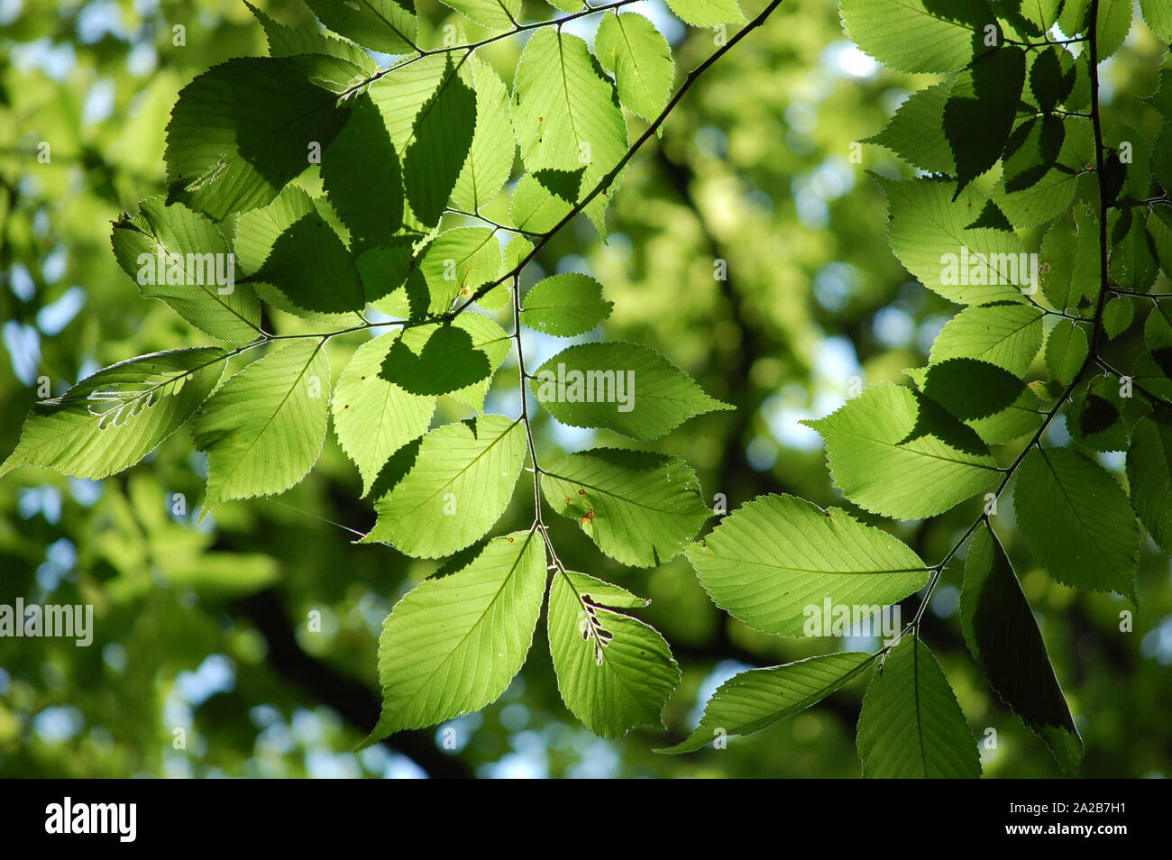 American elm hi-res stock photography and images - Alamy