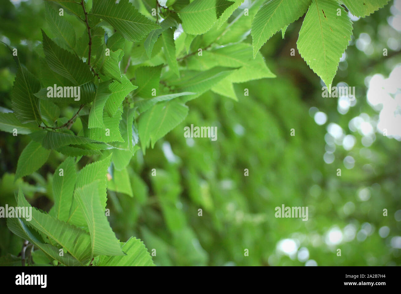 American elm leaves hi-res stock photography and images - Alamy