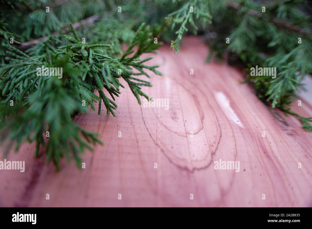 Eastern red cedar bark hi-res stock photography and images - Alamy