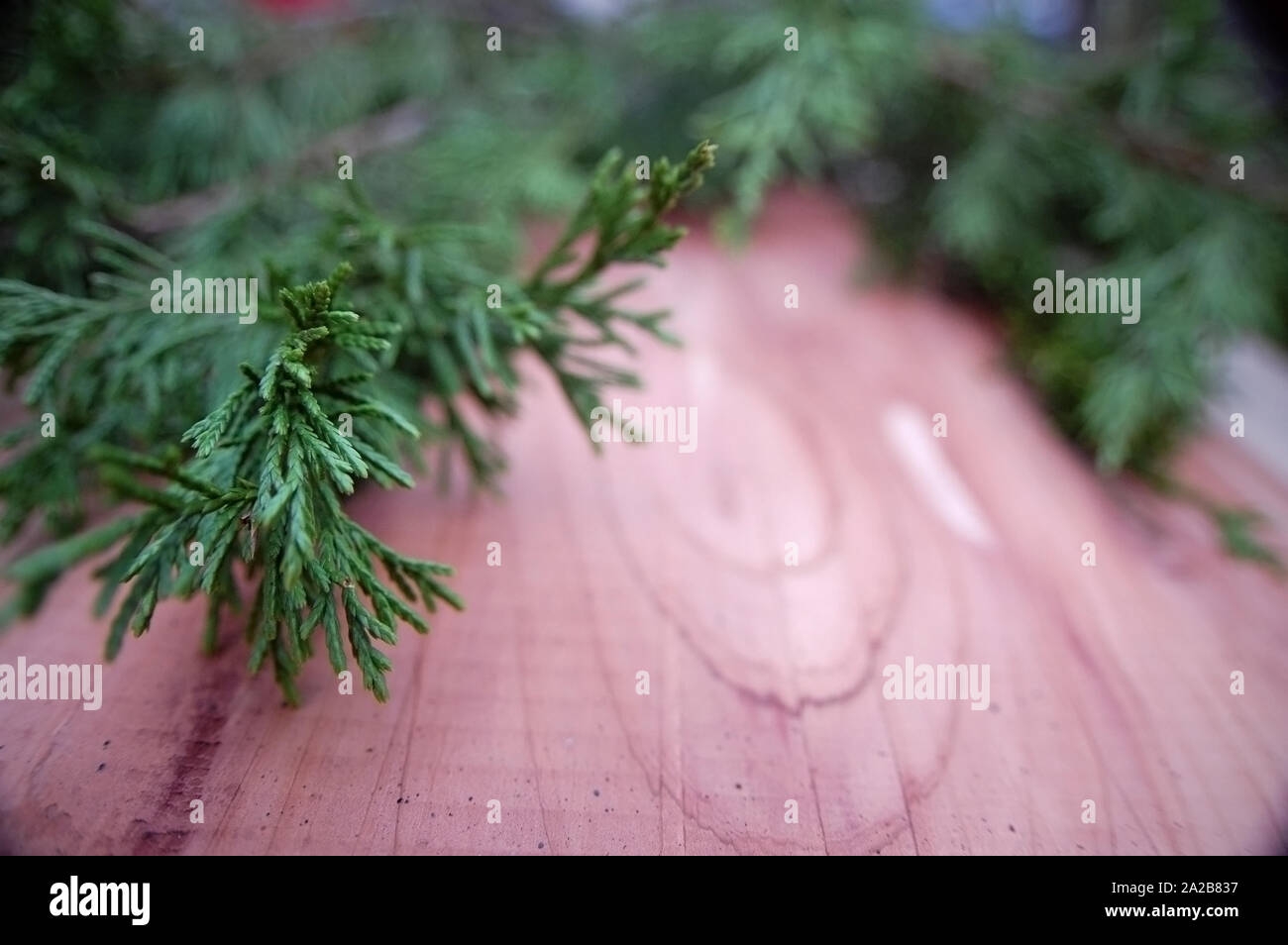 Eastern red cedar bark hi-res stock photography and images - Alamy