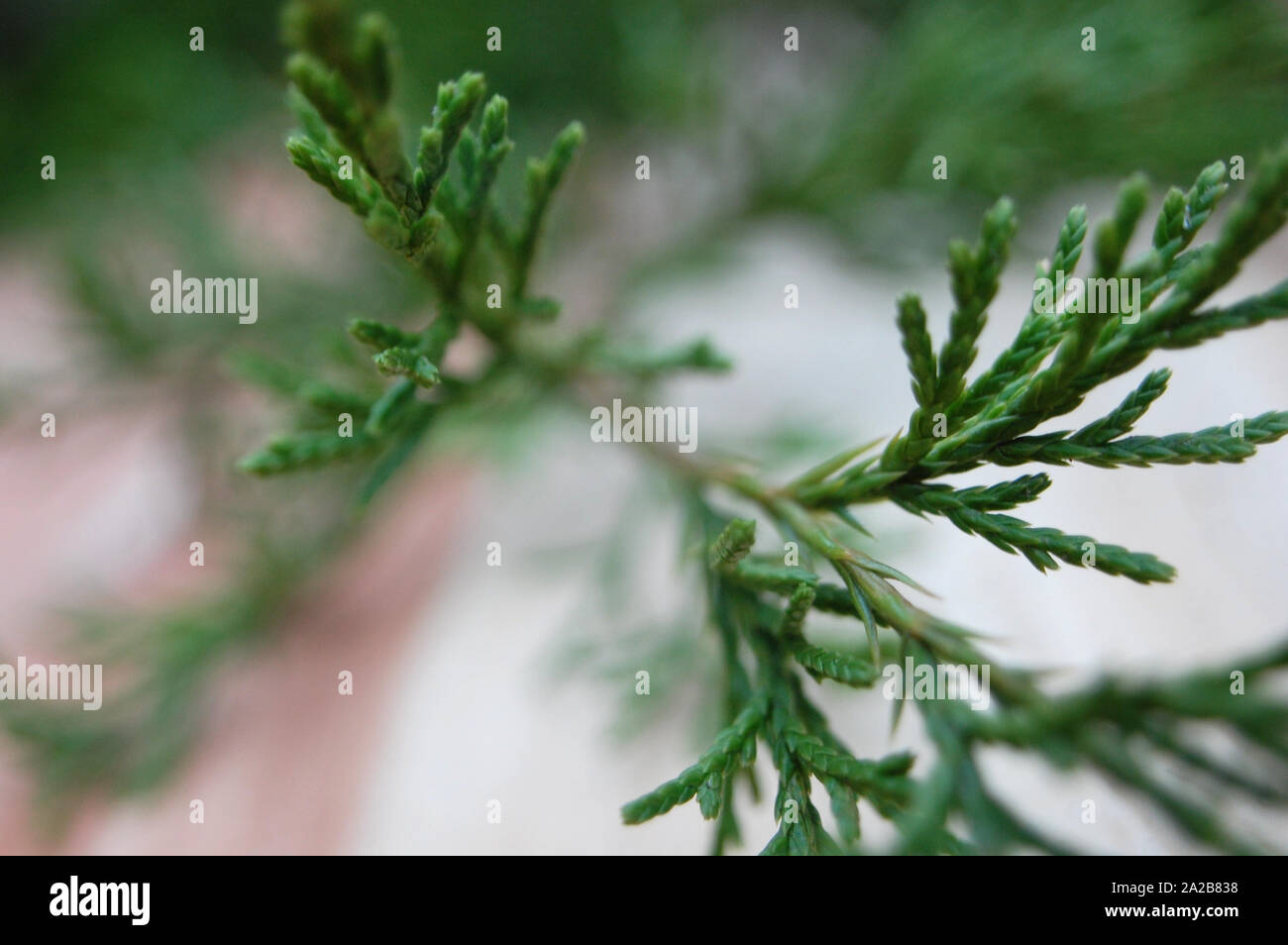 Eastern red cedar trees hi-res stock photography and images - Alamy