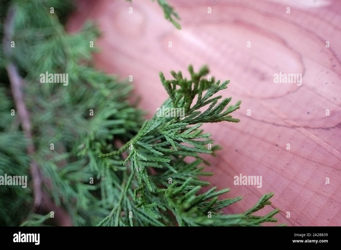 Eastern red cedar tree hi-res stock photography and images - Alamy