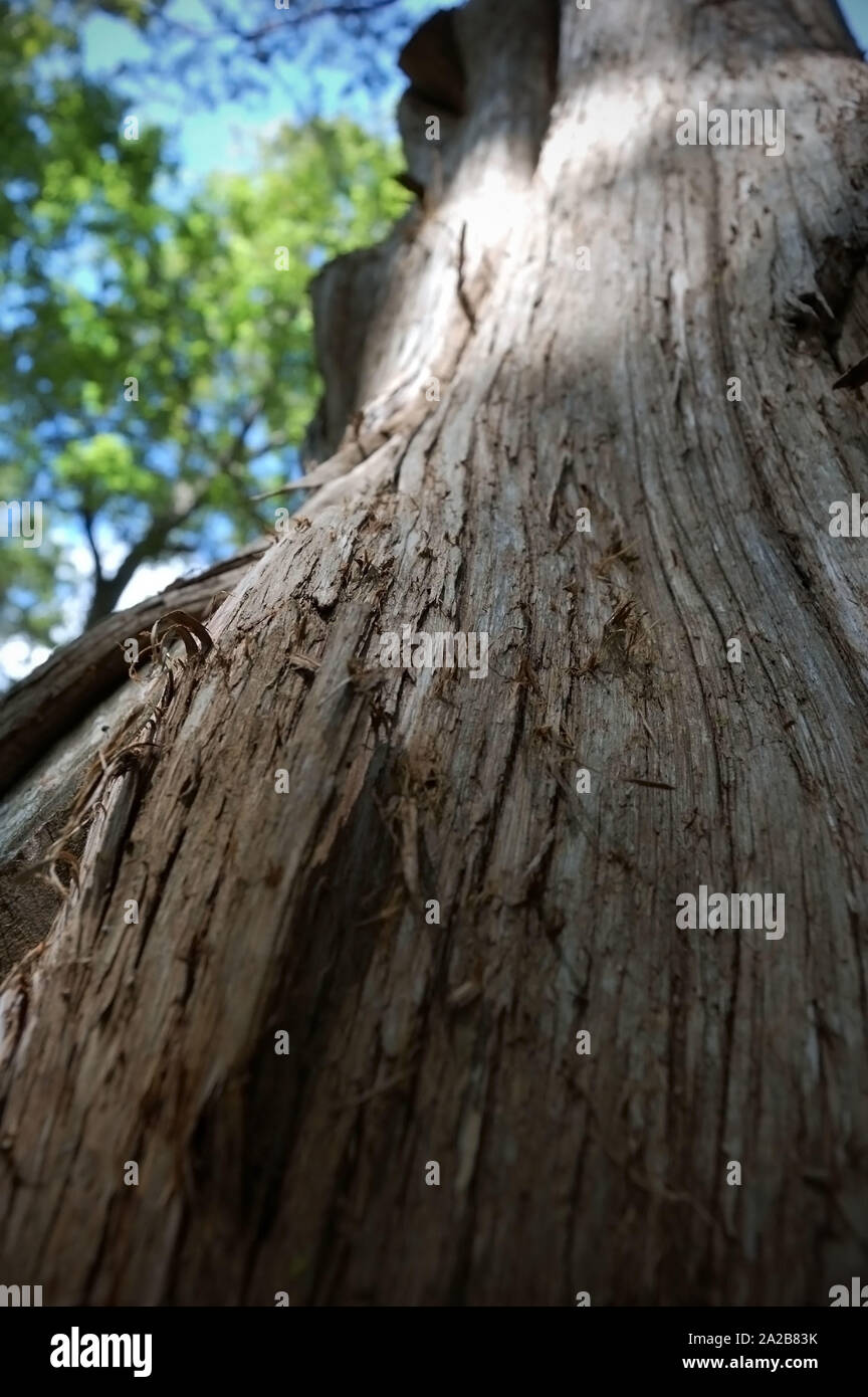 Eastern red cedar tree hi-res stock photography and images - Alamy