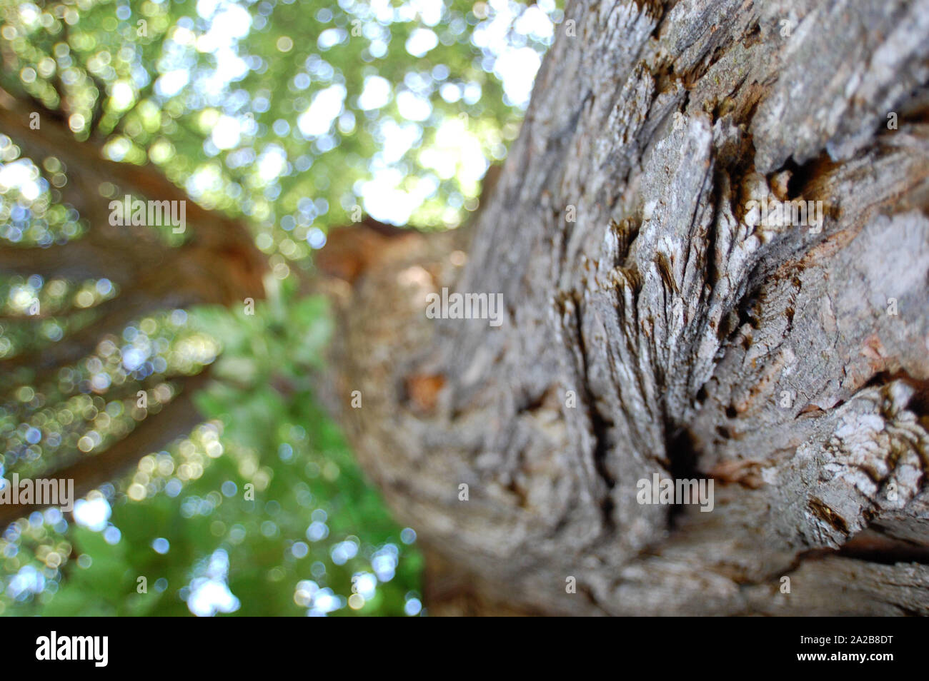 Closeup shot of the bark on an Osage Orange tree Stock Photo - Alamy