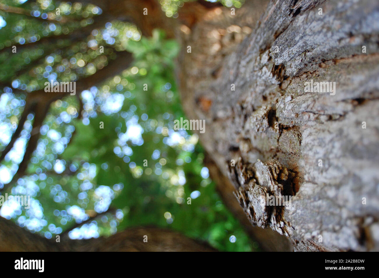 Osage orange tree hi-res stock photography and images - Alamy