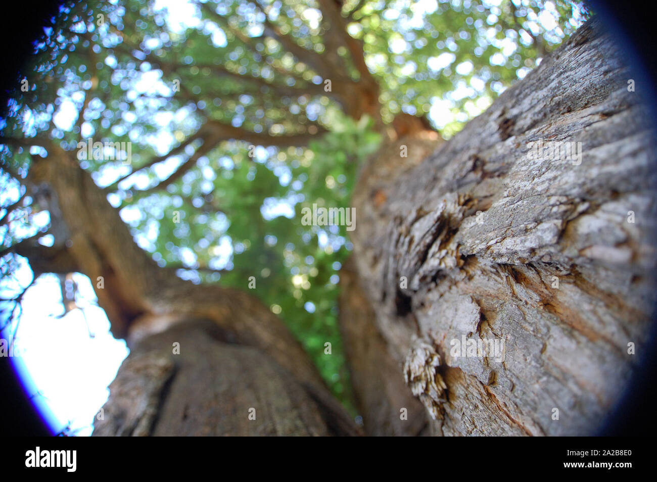Osage orange tree hi-res stock photography and images - Alamy