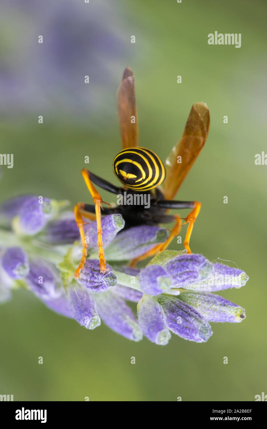 Wasp sting on lavander, macro photo. Wasp abdomen Stock Photo - Alamy
