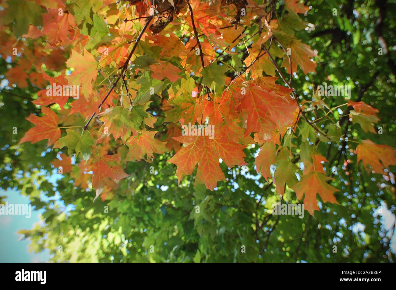 Early fall foliage leaves of sugar maple hi-res stock photography and ...