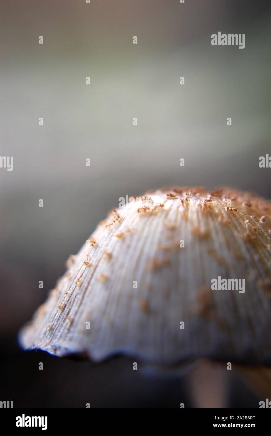 Fungus mushroom parasola plicatilis hi-res stock photography and images ...