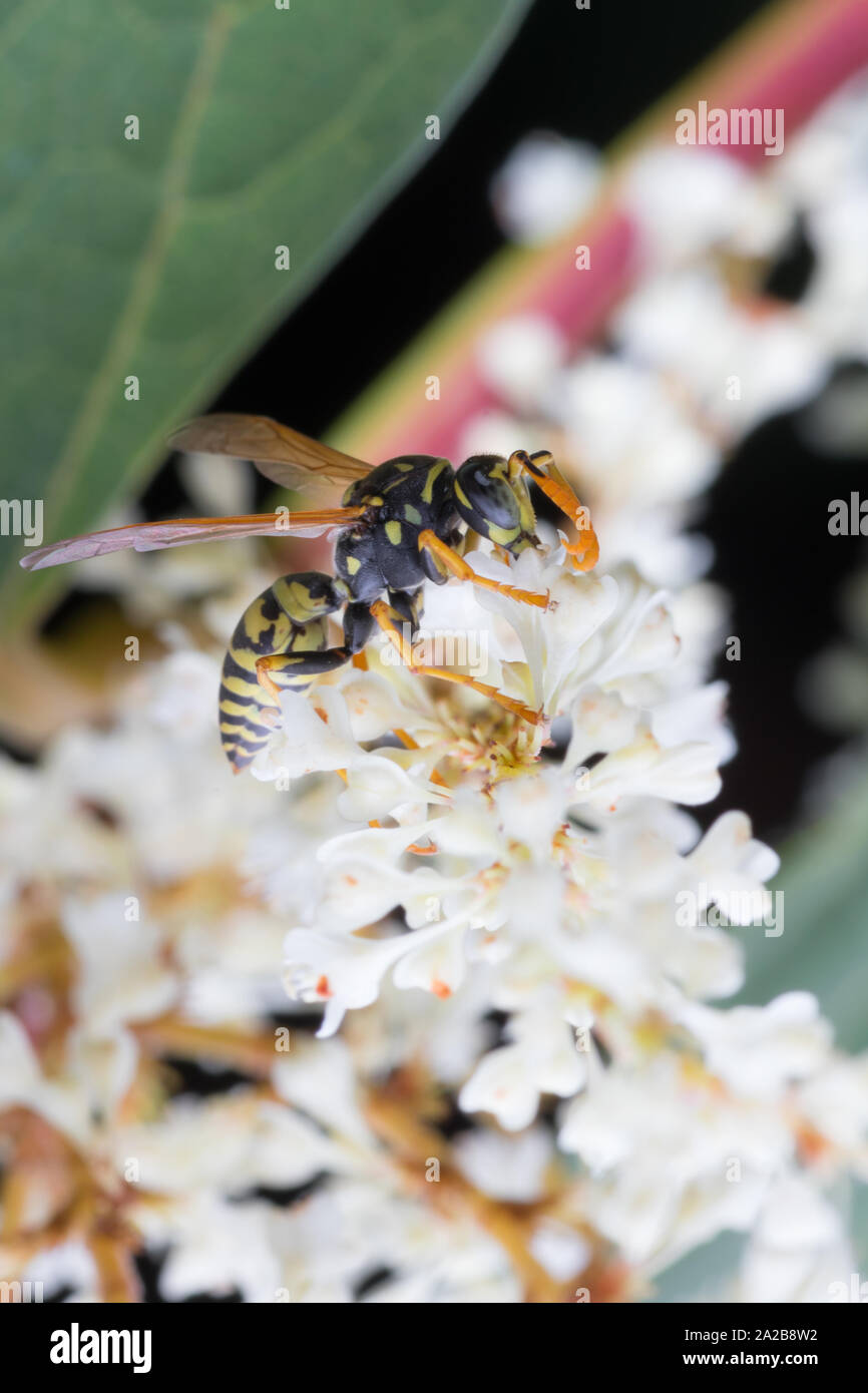 Vespine wasp hi-res stock photography and images - Alamy