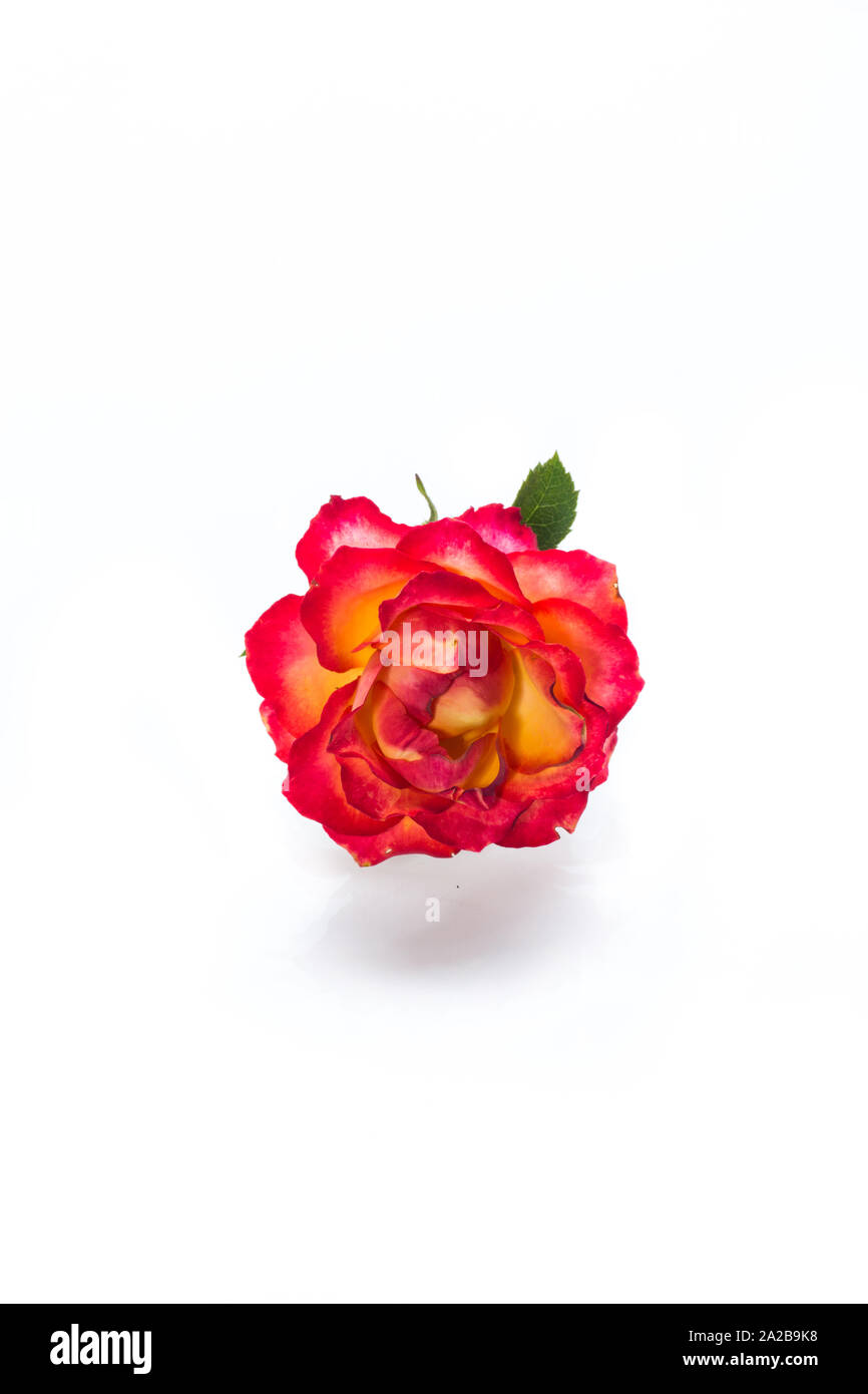 two-tone red-yellow rose close-up isolated on a white Stock Photo - Alamy