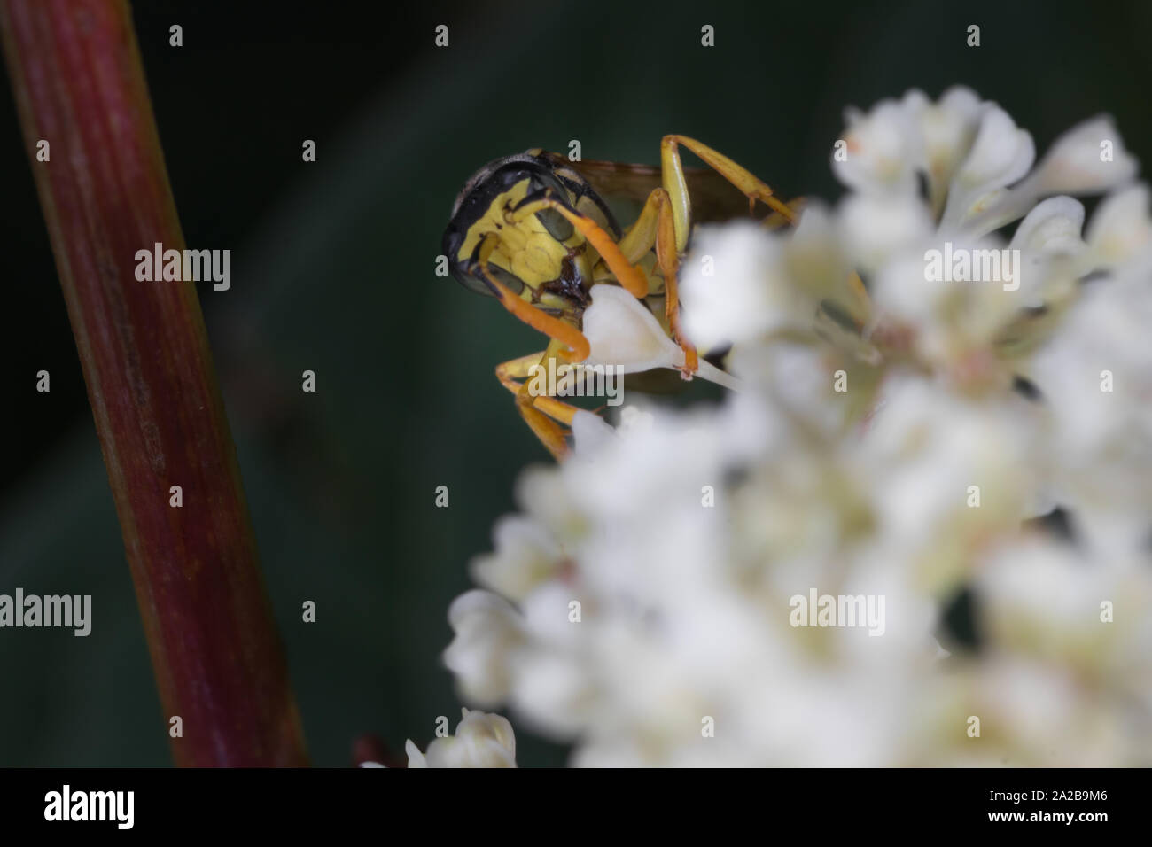 Vespine wasp hi-res stock photography and images - Alamy