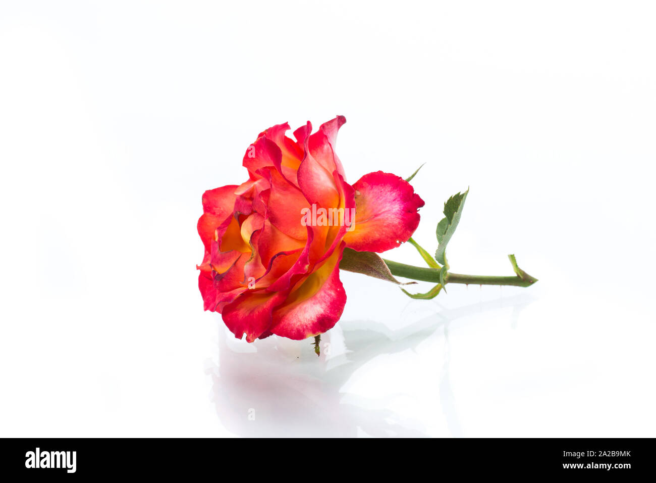 two-tone red-yellow rose close-up isolated on a white Stock Photo - Alamy