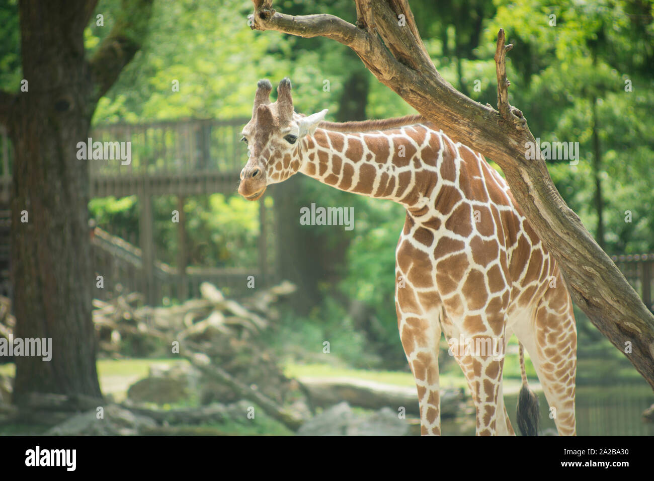 Top view of snakes hi-res stock photography and images - Alamy