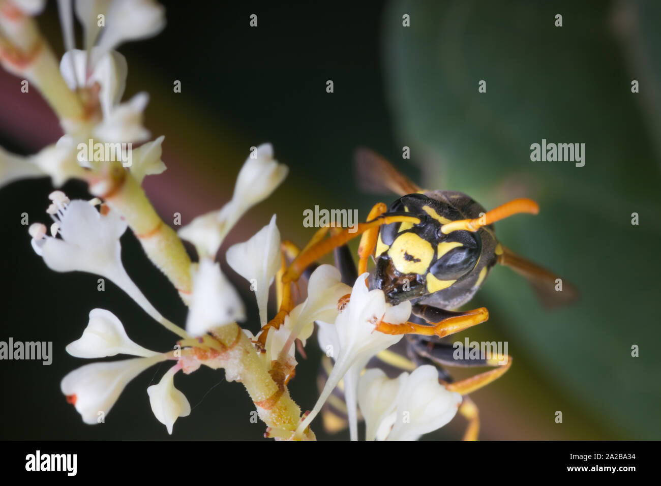 Vespine wasp hi-res stock photography and images - Alamy