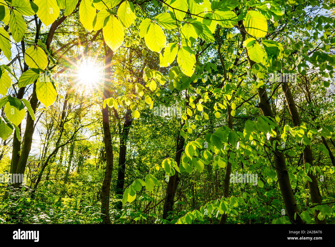 Sunshine in the forest hi-res stock photography and images - Alamy