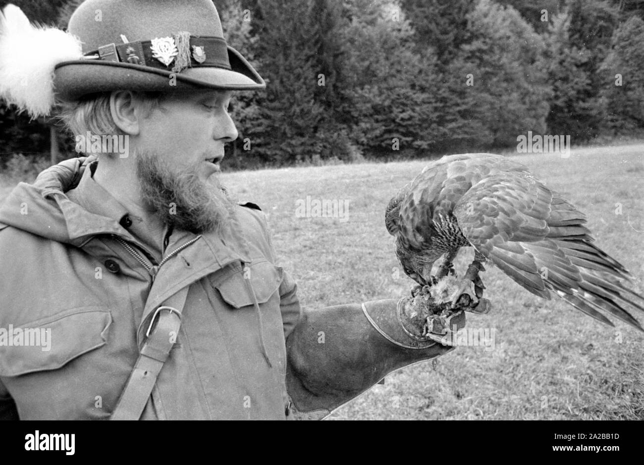 Bird show in the Adlerhorst Rottach: A bird of prey eats its prey on ...