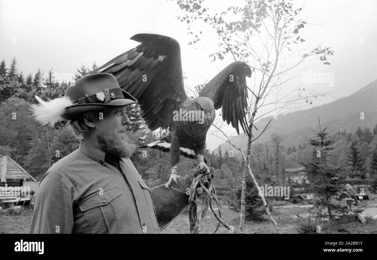 Bird show at Adlerhorst Rottach: A falconer holds a bird of prey on his ...