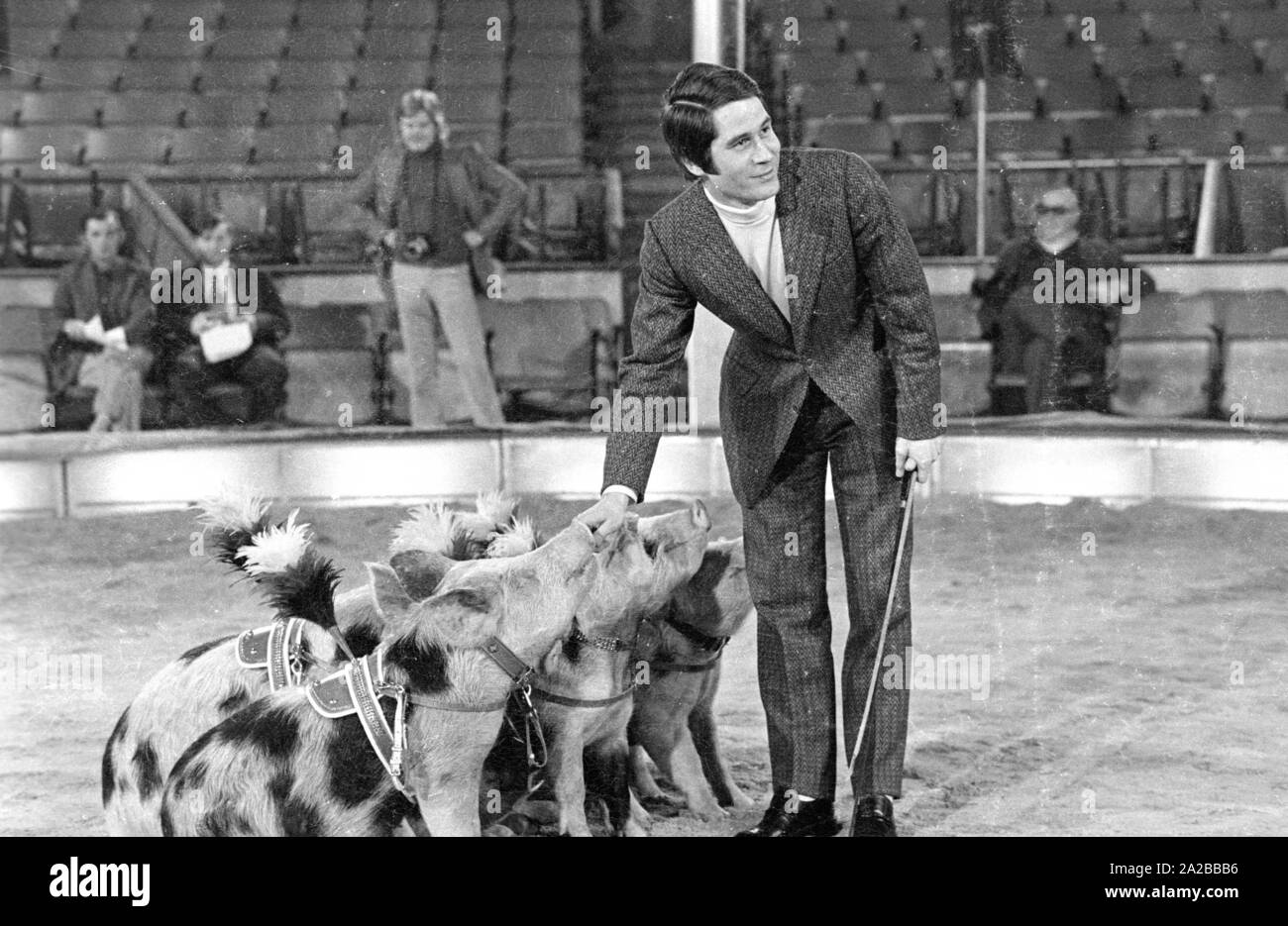 Pig performance in the TV show "Stars in der Manege" in 1971 Stock ...