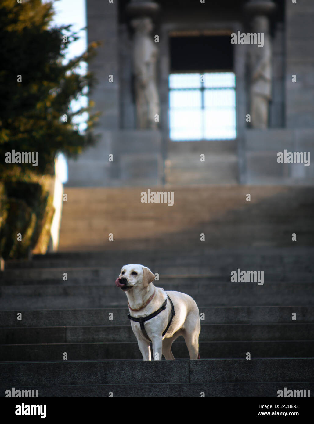 Adult labrador dog Stock Photo - Alamy