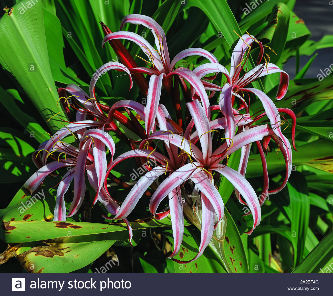Crinum Lily High Resolution Stock Photography and Images - Alamy