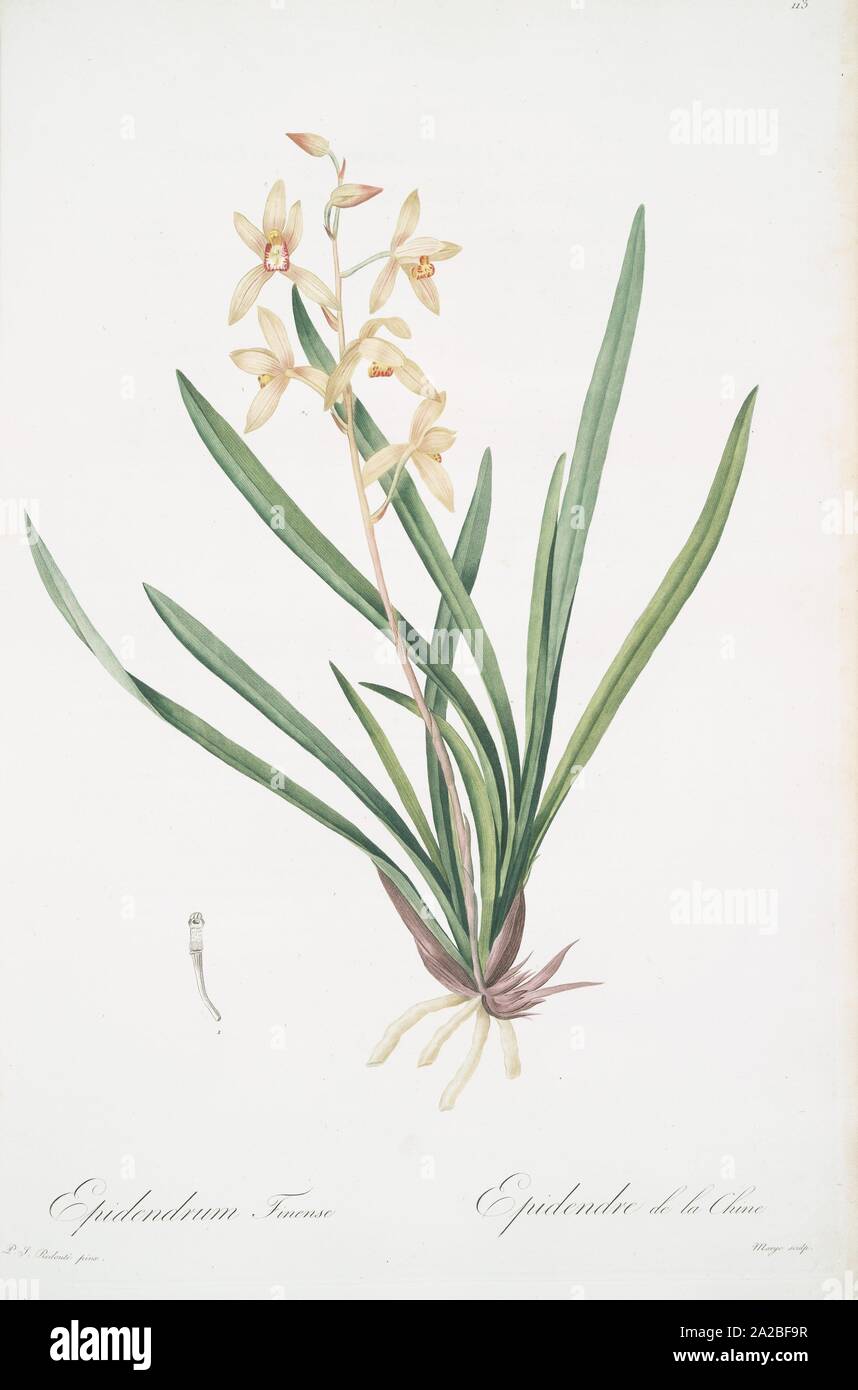 Epidendrum leaf hi-res stock photography and images - Alamy