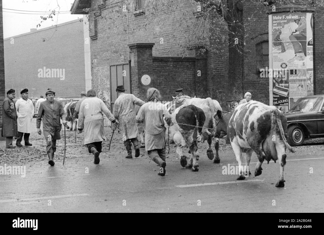 Cattle are brought to the slaughterhouse in Munich Stock Photo - Alamy