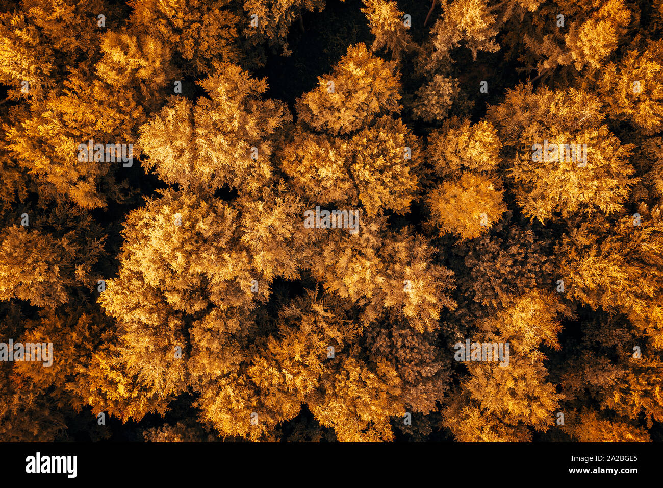 Looking down onto an Autumn forest from the air in the English ...