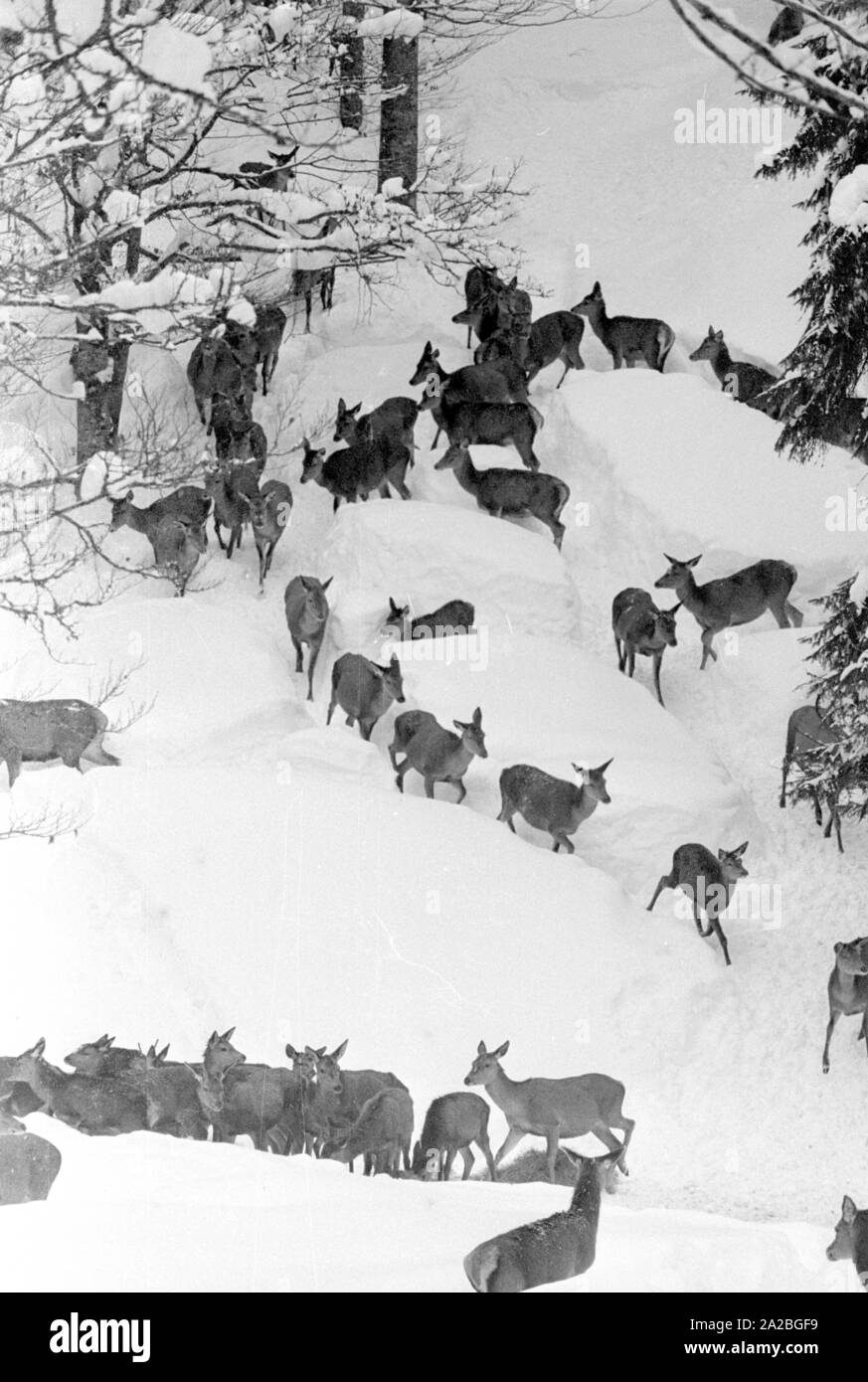 Feeding deer in winter Stock Photo - Alamy