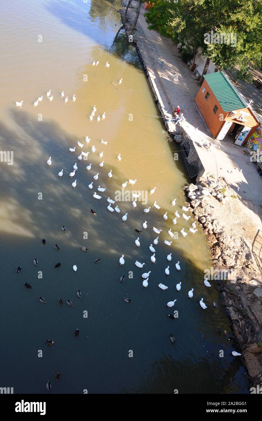 Flock ducks in water pond hi-res stock photography and images - Alamy