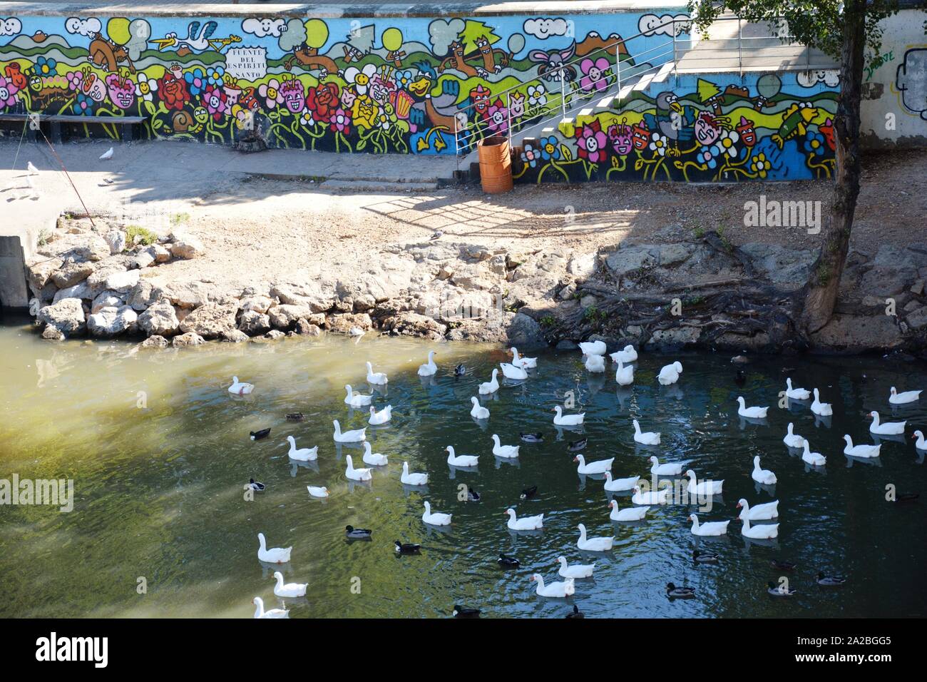 A lot of ducks in the river Stock Photo - Alamy