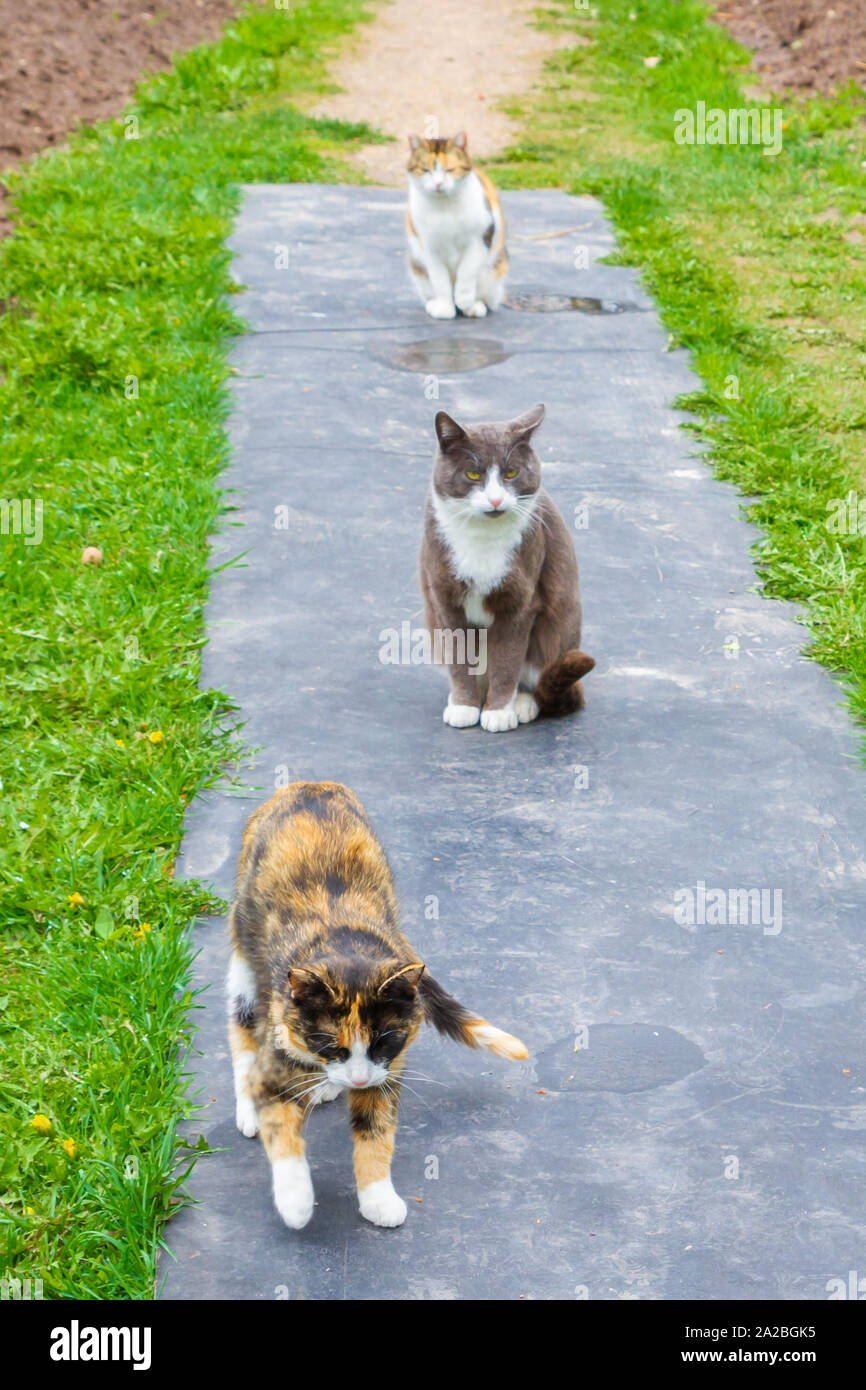 Three white cats garden hi-res stock photography and images - Alamy