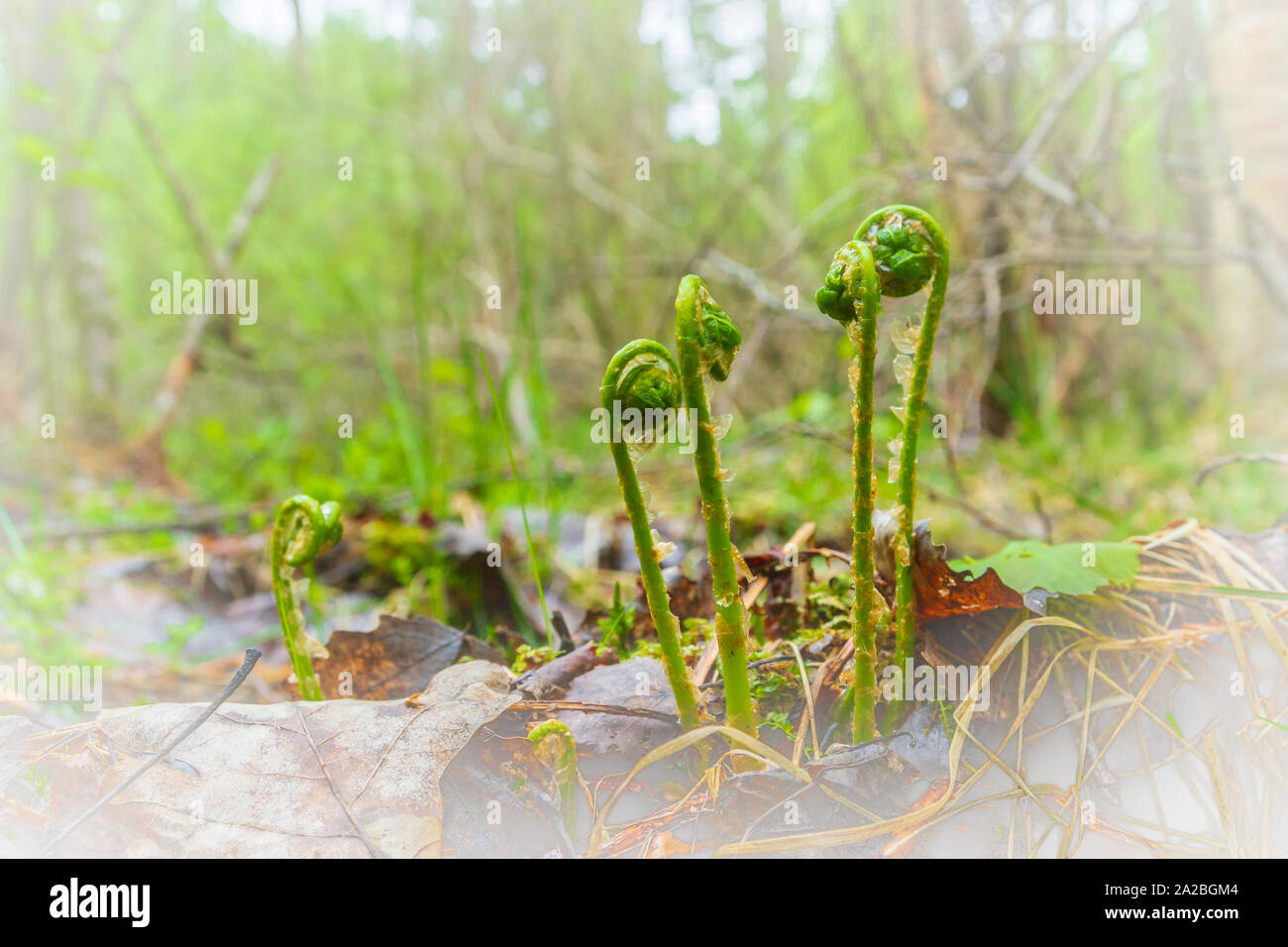 Fern begins to grow in the forest in early spring Stock Photo - Alamy
