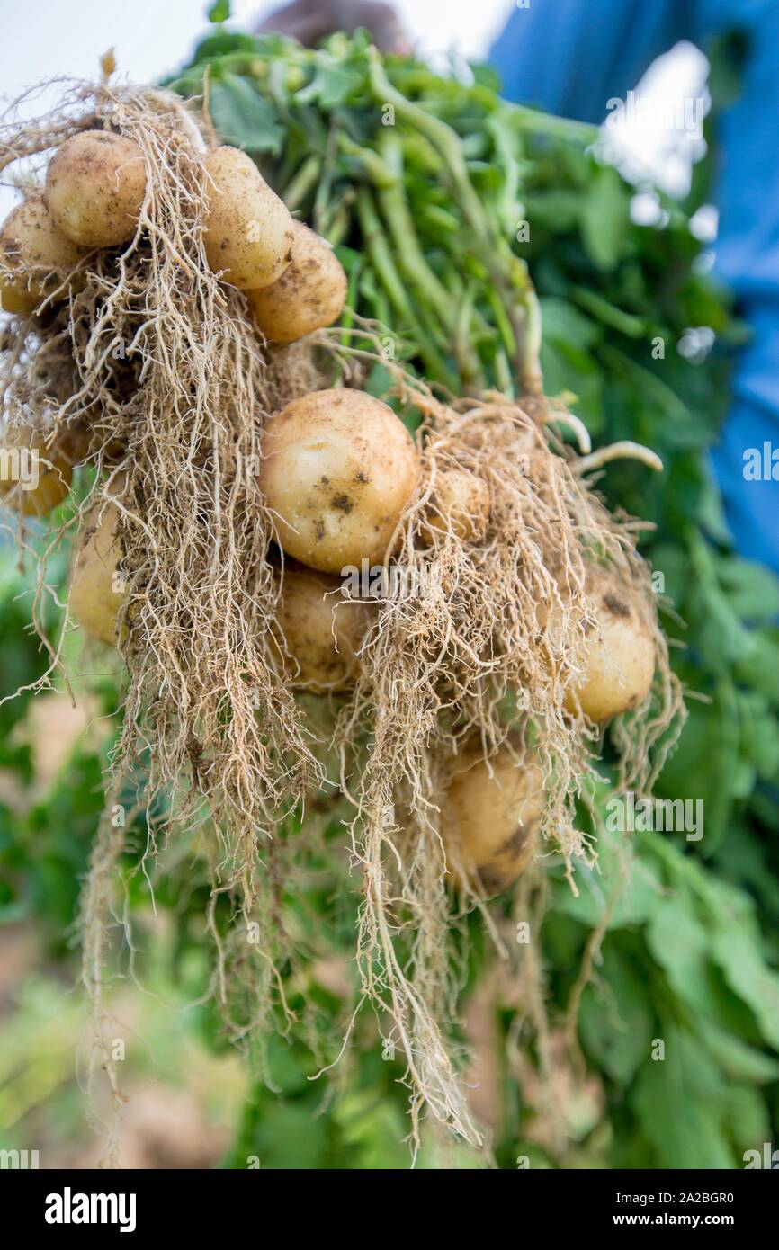Roots showing through soil hi-res stock photography and images - Alamy