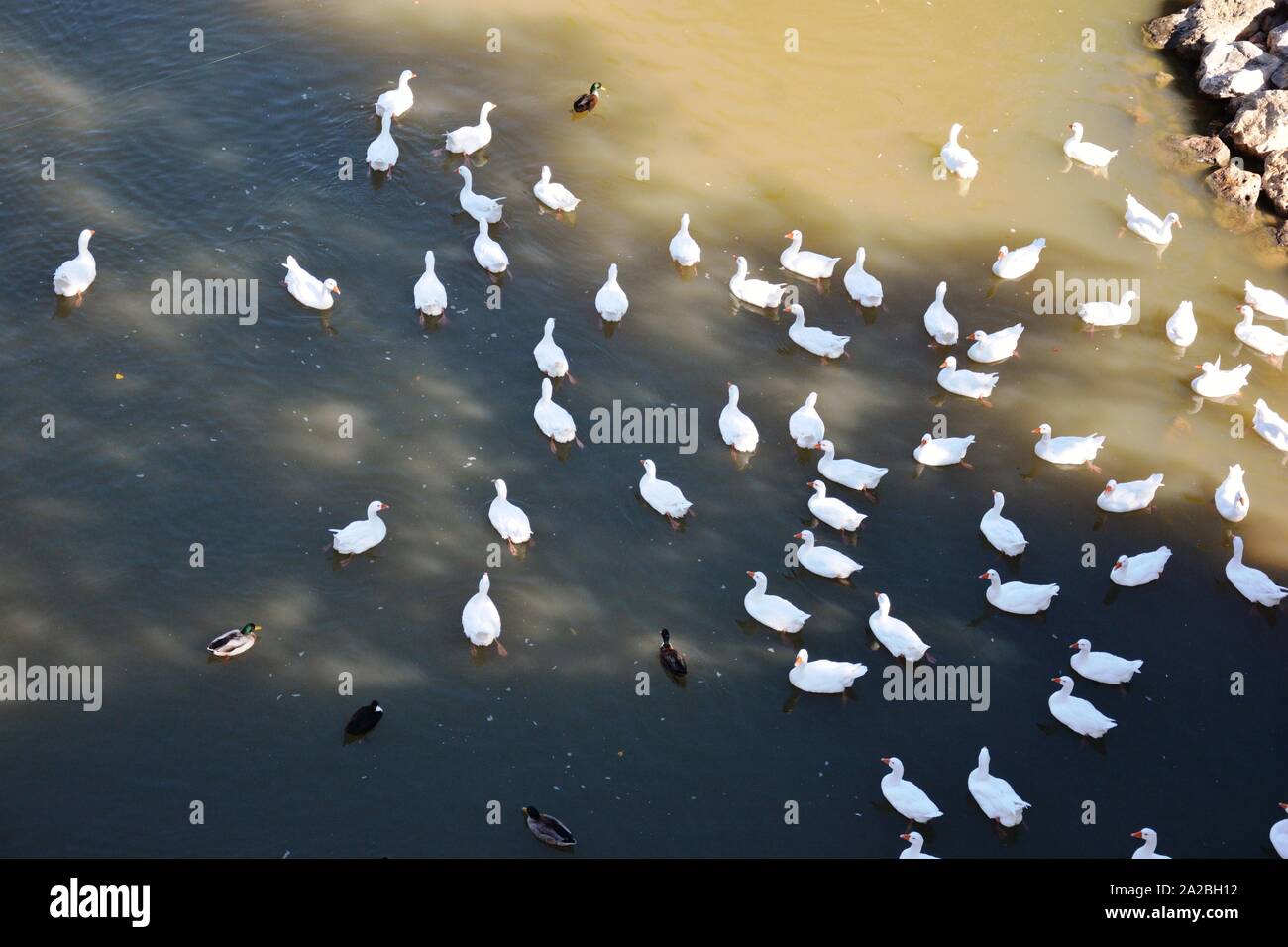 A lot of ducks in the river Stock Photo - Alamy