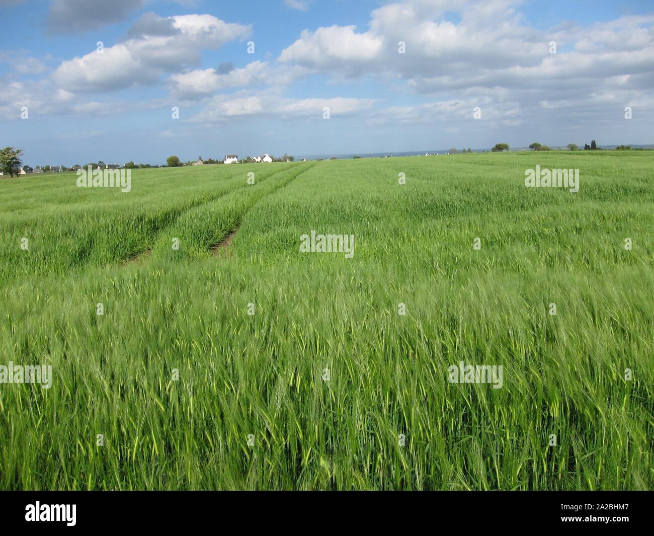 French rye hi-res stock photography and images - Alamy