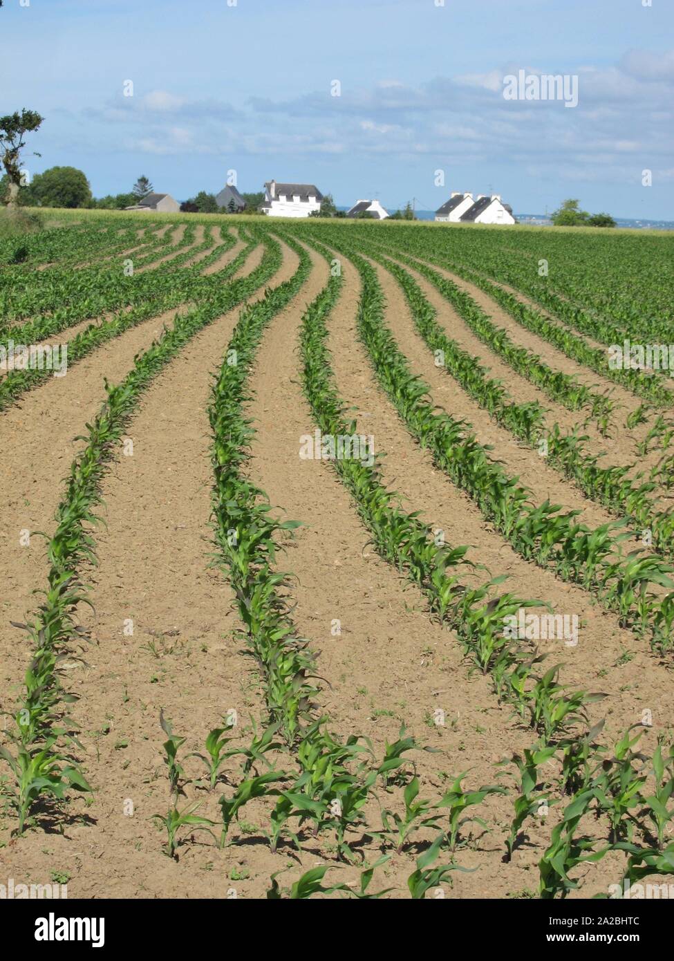 Corn emerge hi-res stock photography and images - Alamy