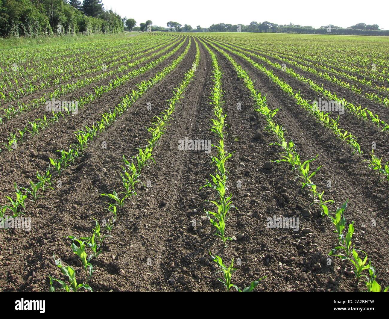 Field corn plant hi-res stock photography and images - Alamy