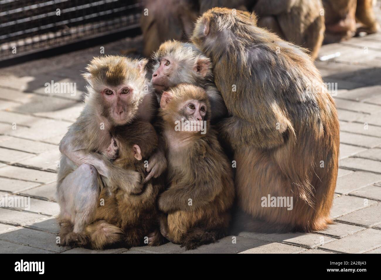 Chinese Monkeys High Resolution Stock Photography and Images - Alamy