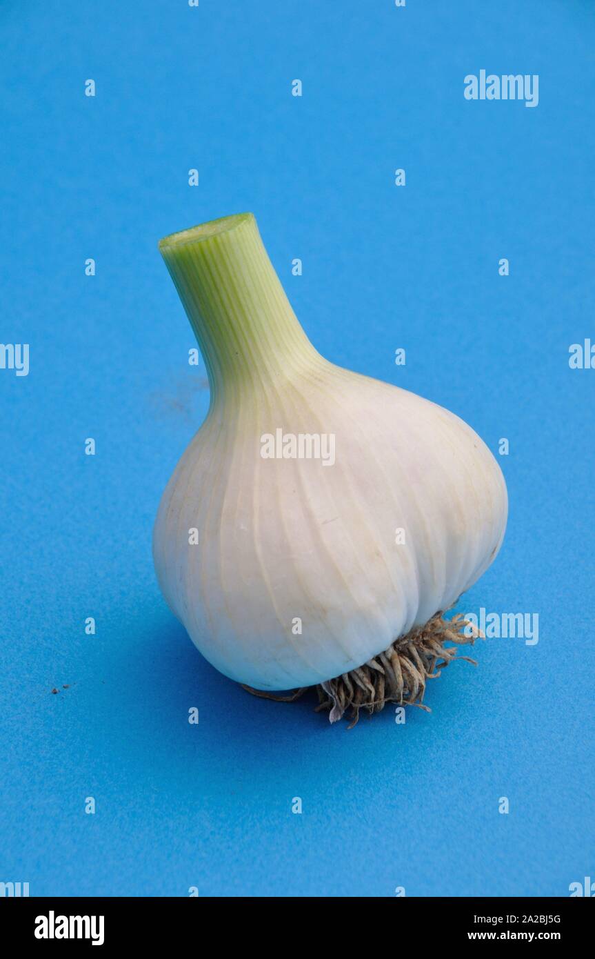 Blue garlic bulb hi-res stock photography and images - Alamy