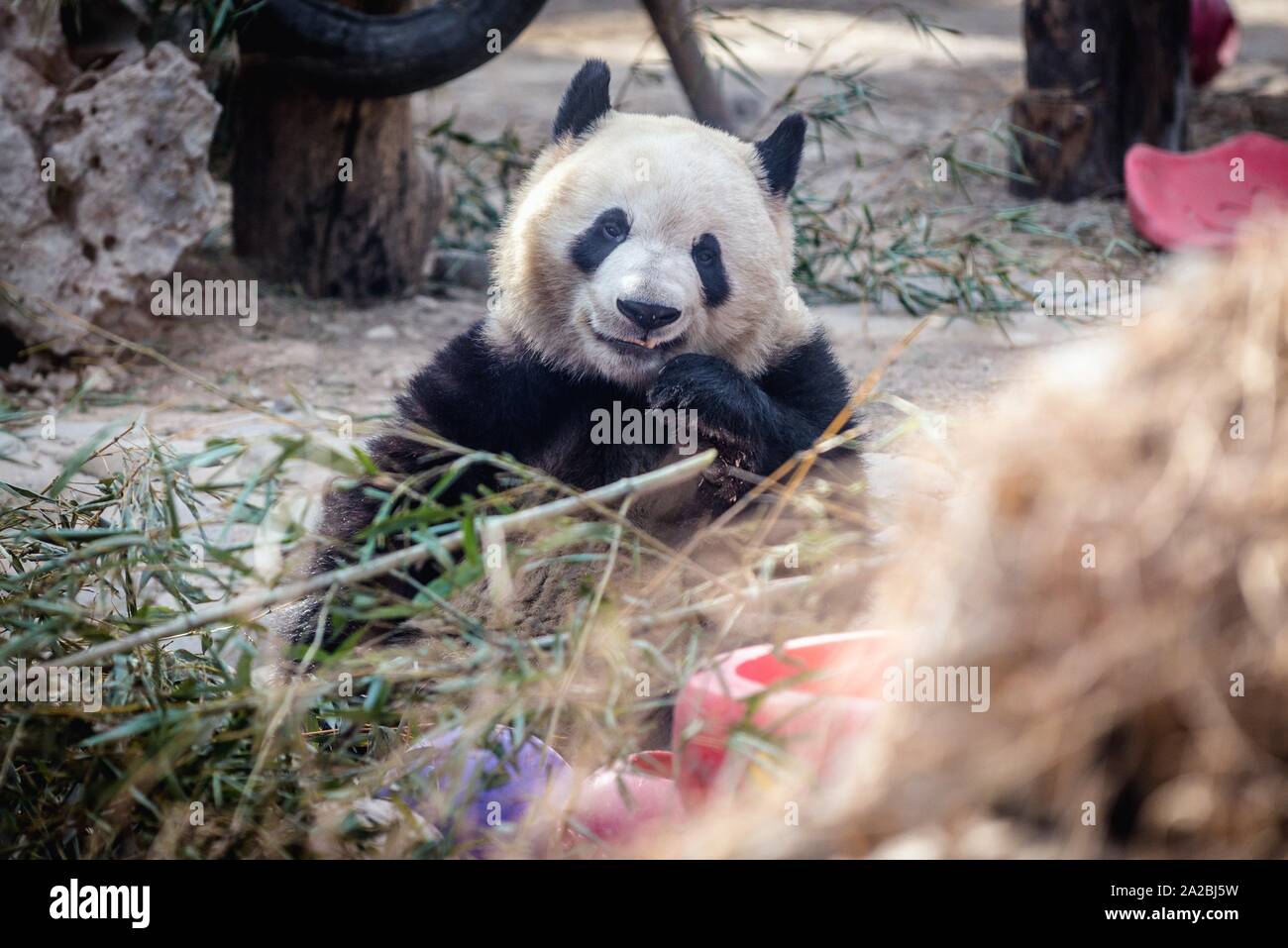 Panda china city hi-res stock photography and images - Alamy