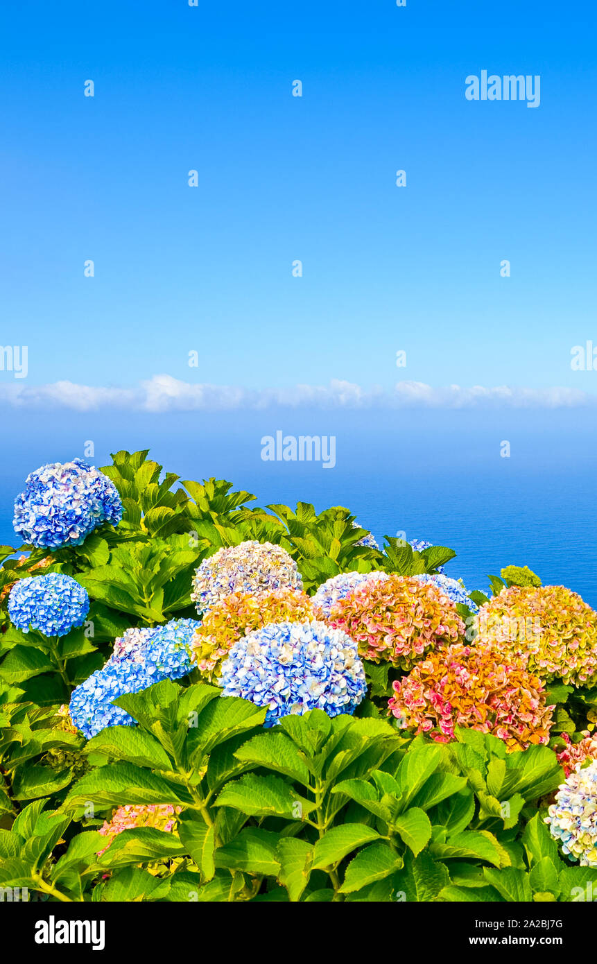 Colorful Hydrangea flowers photographed with blue ocean water in the ...