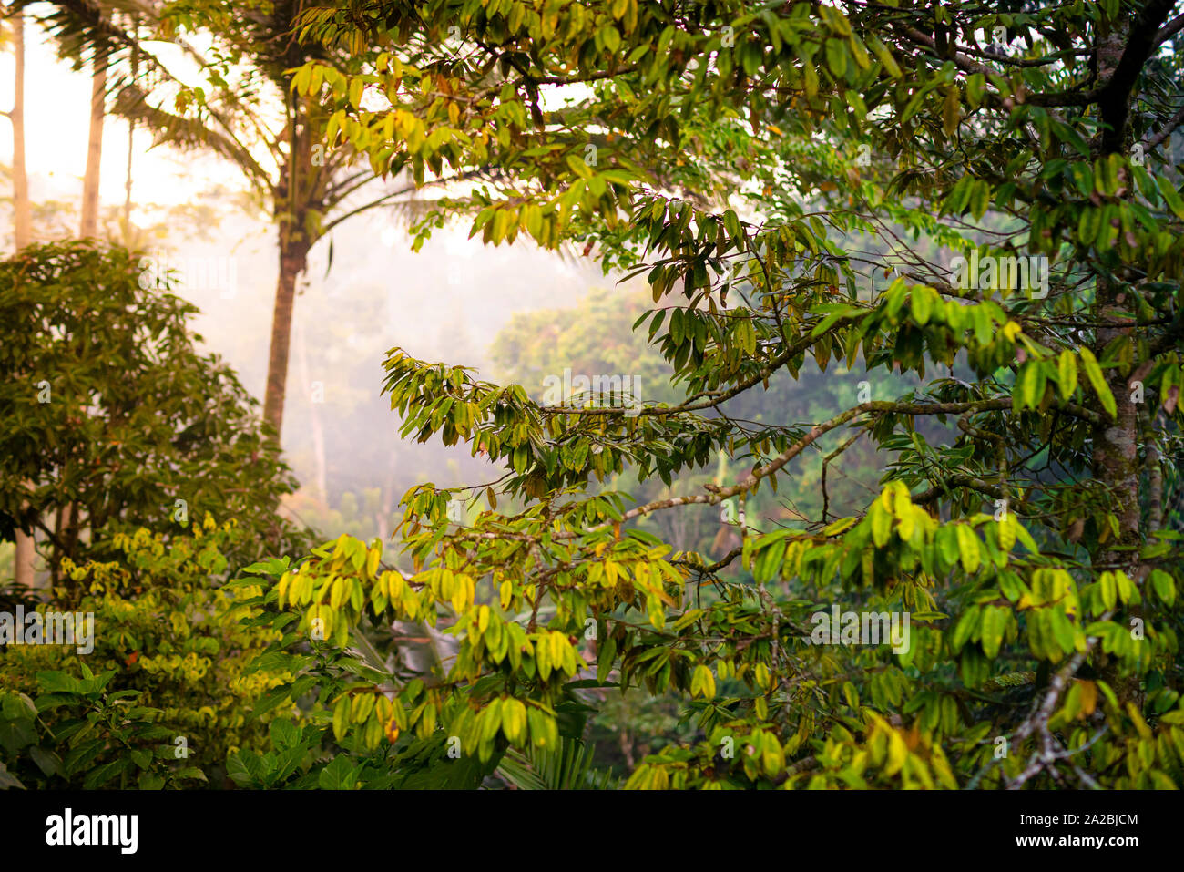 Tropical rainforest canopy indonesia High Resolution Stock Photography ...