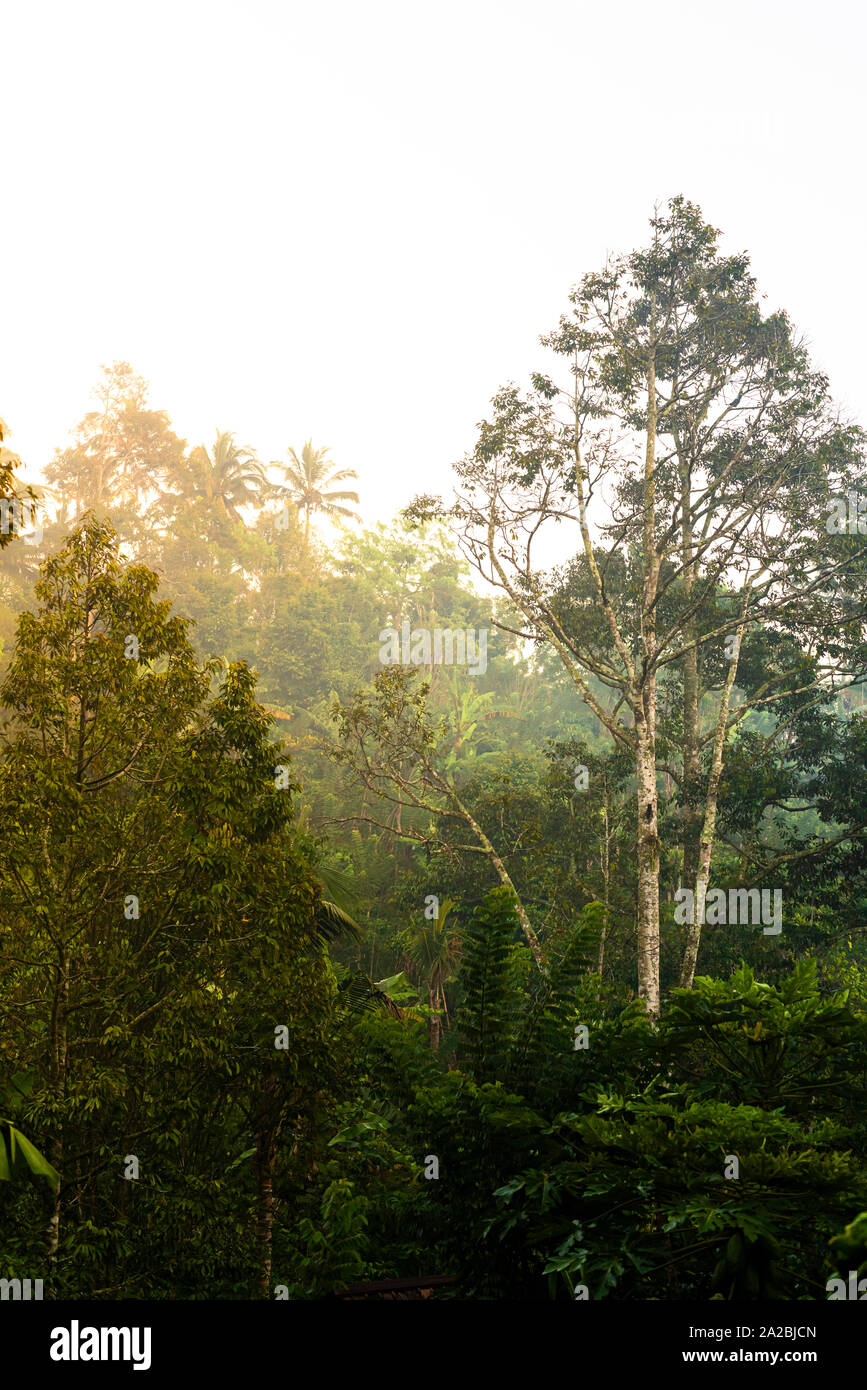 Tropical rainforest canopy indonesia High Resolution Stock Photography ...